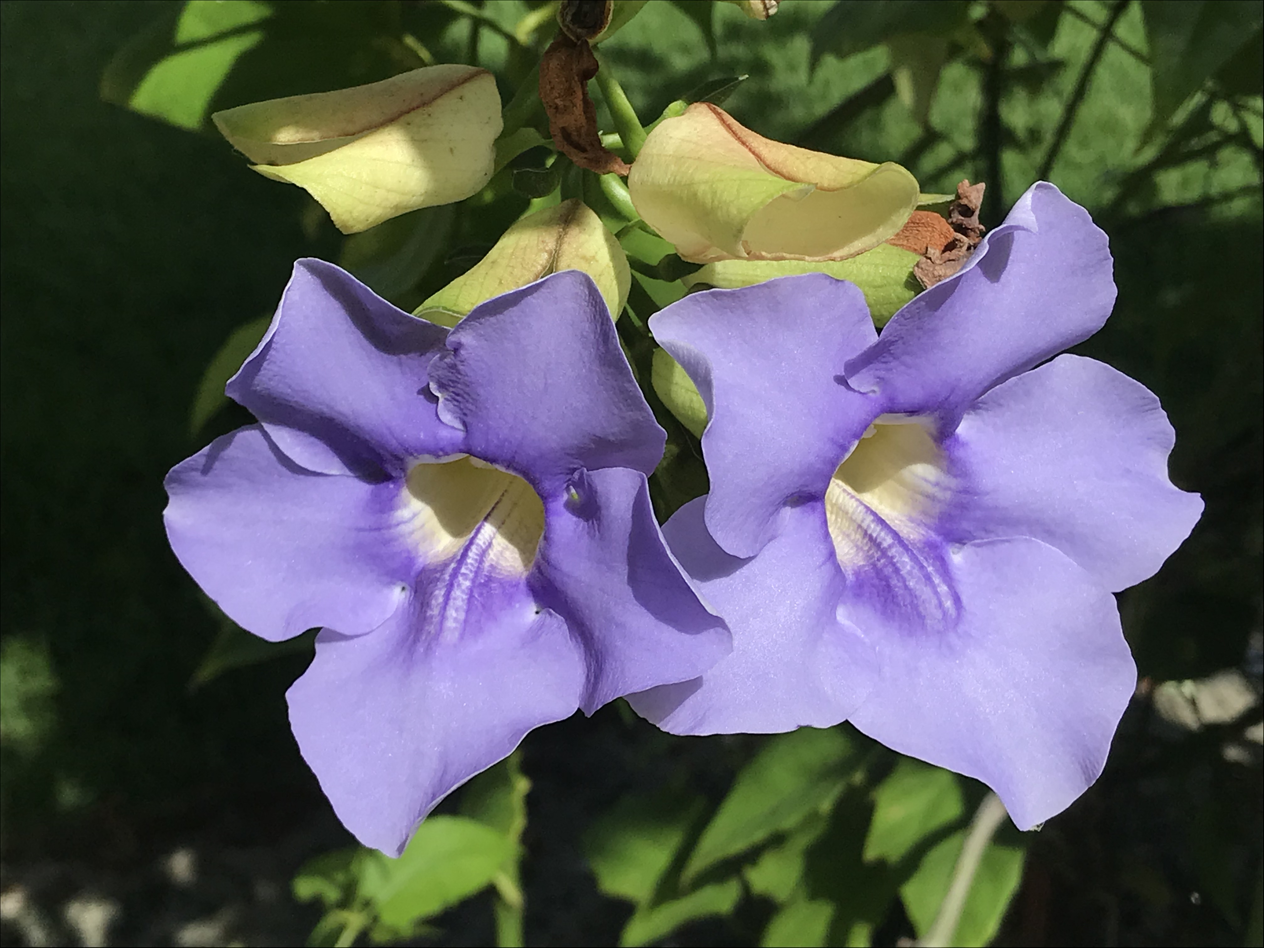 Resignation or Surrender? – Spiritflower