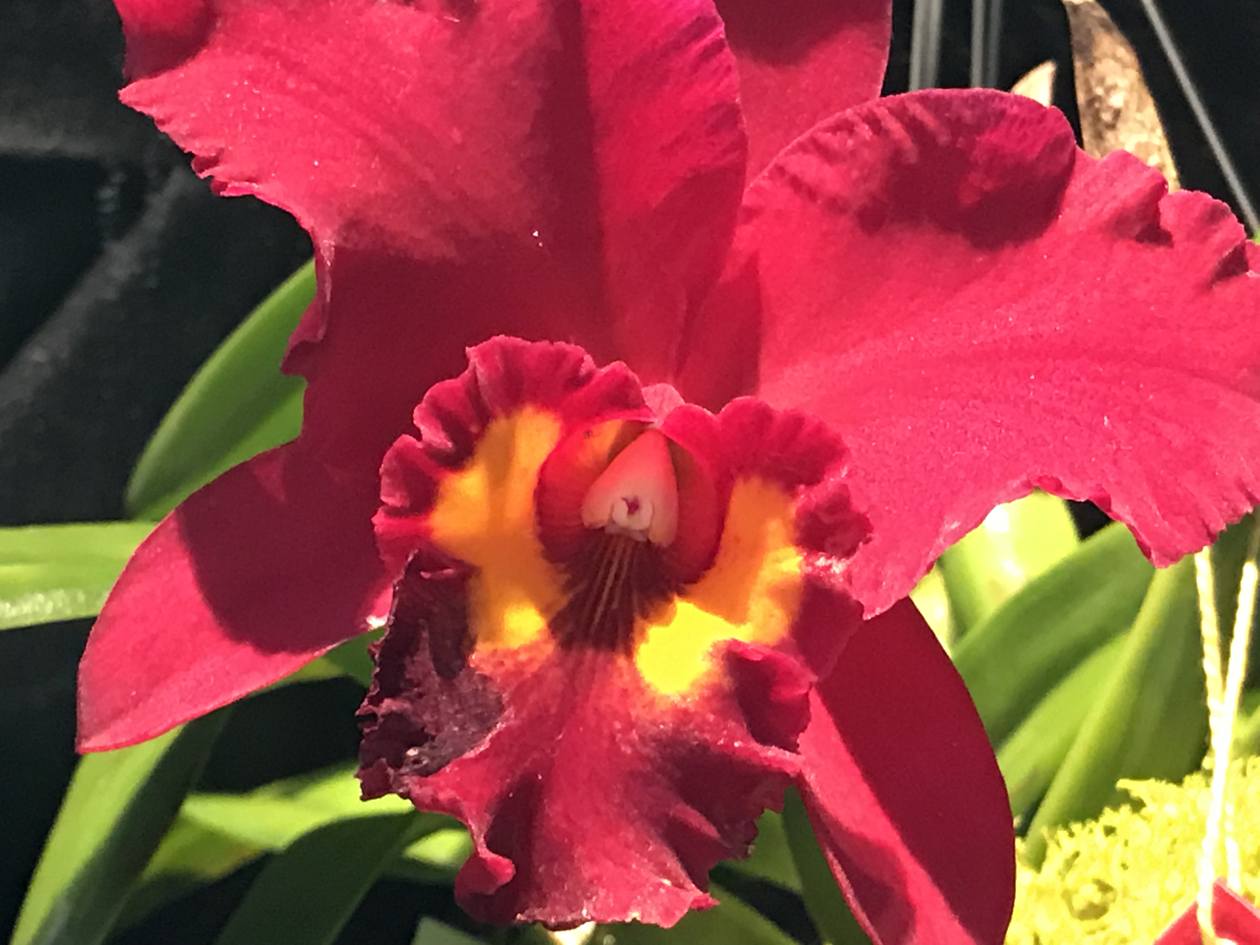 Heart Message – Spiritflower